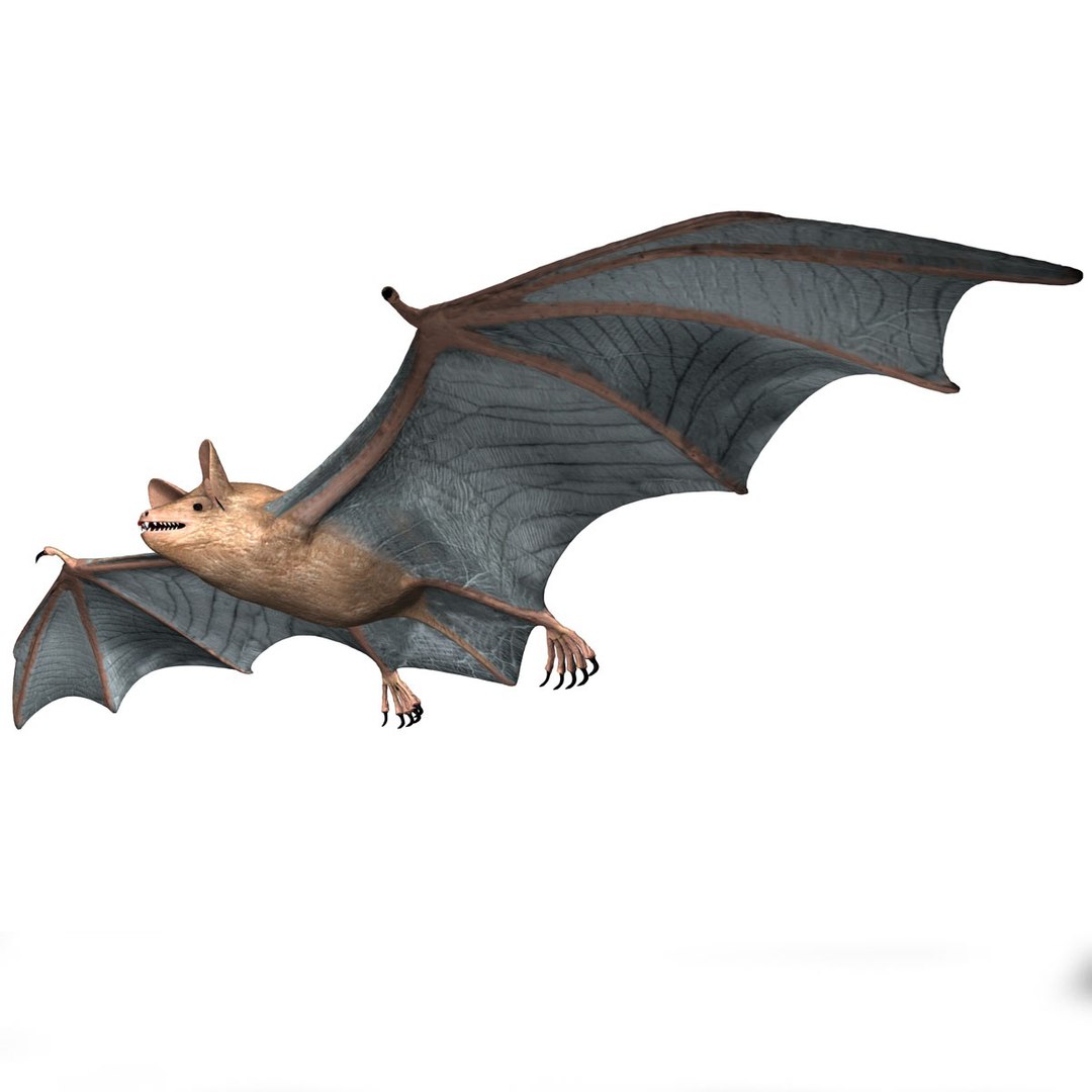Greater Mouse-eared Bat 3ds