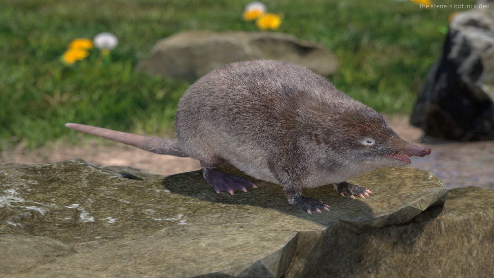 Russian Desman Fur Rigged 3D Model - TurboSquid 2190520