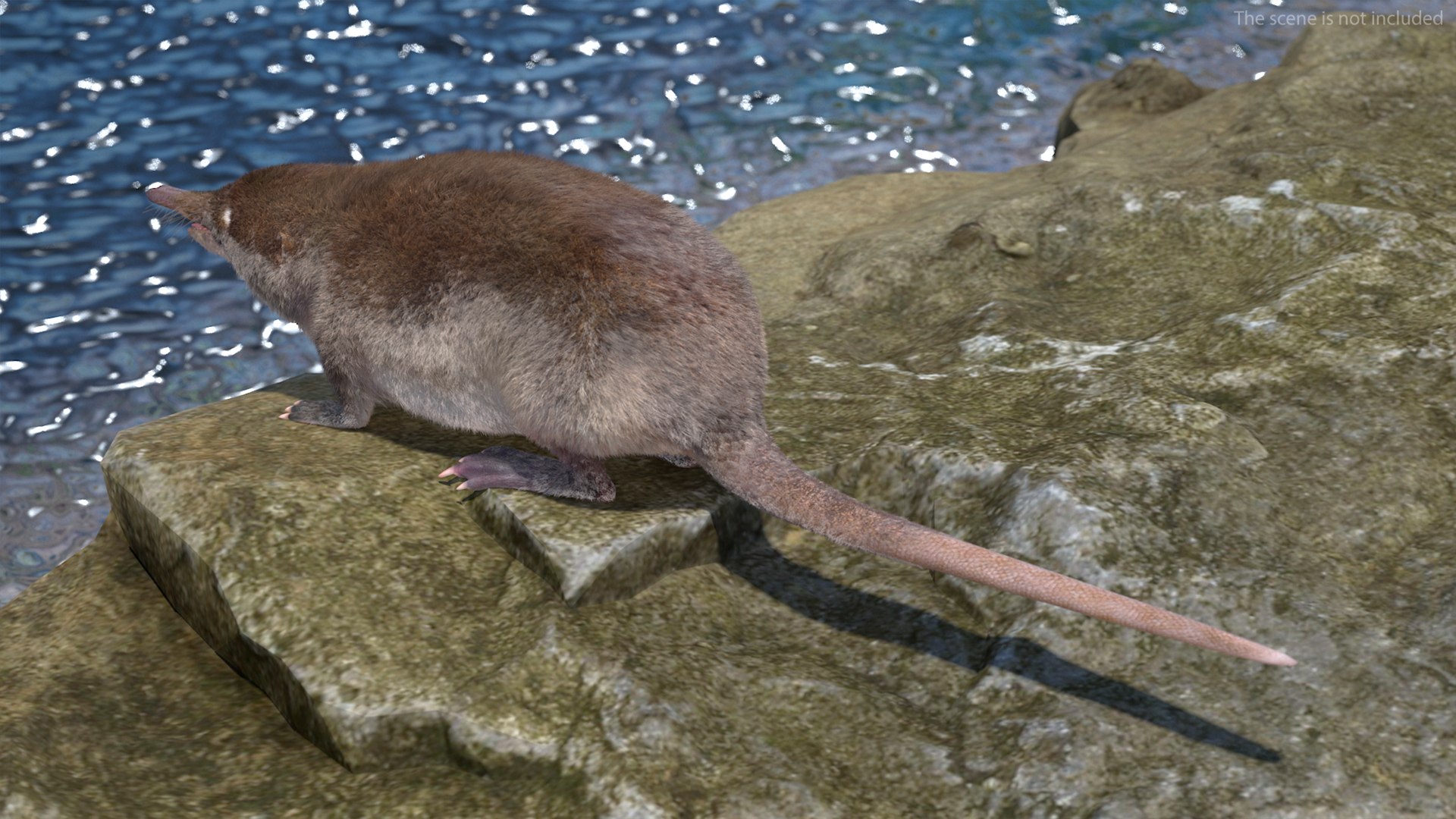 Russian Desman Fur Rigged 3D Model - TurboSquid 2190520