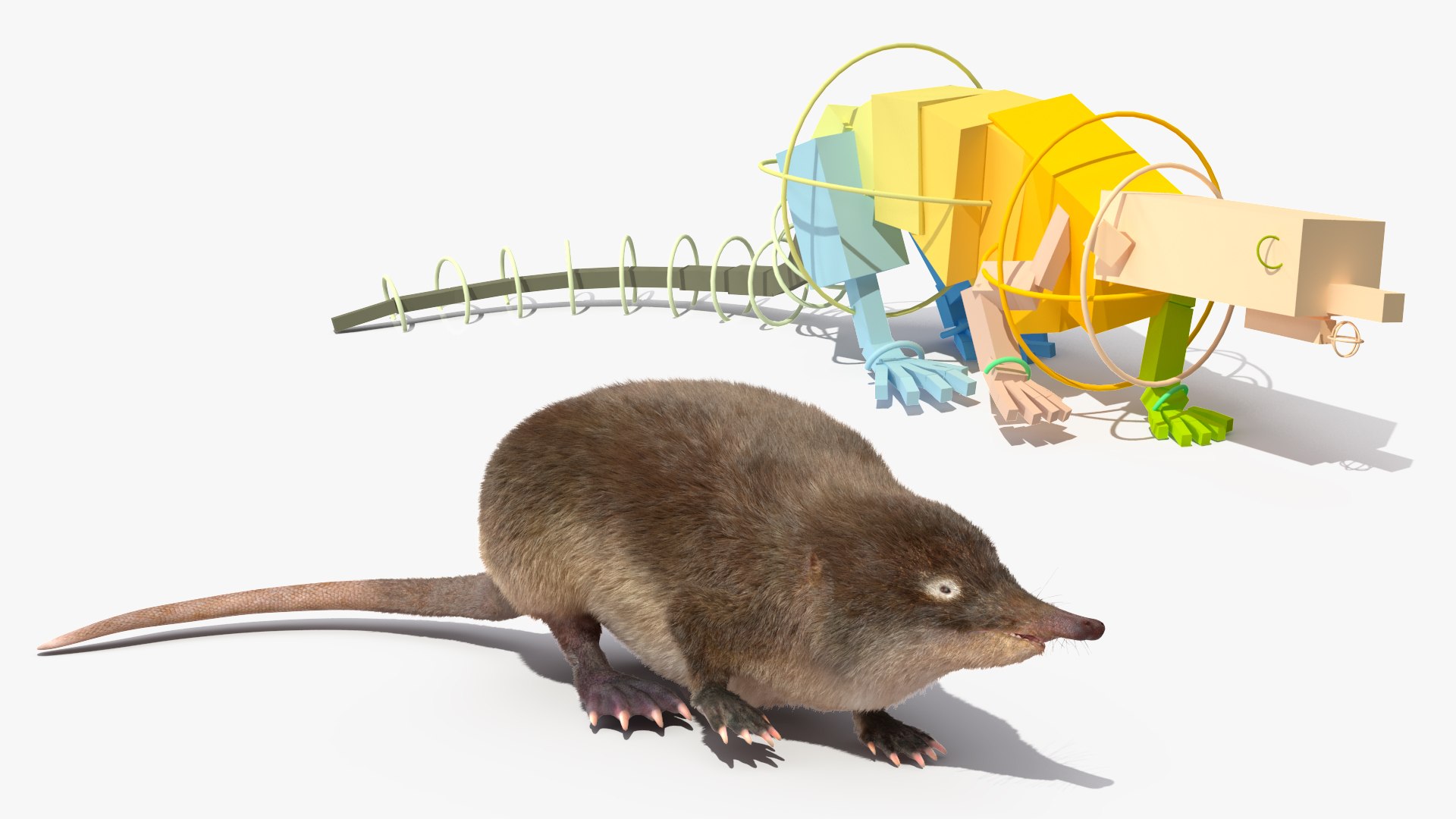 Russian Desman Fur Rigged 3D Model - TurboSquid 2190520