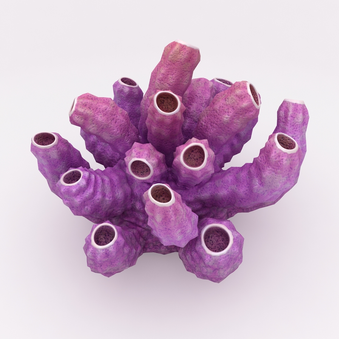 sea sponges 3d model