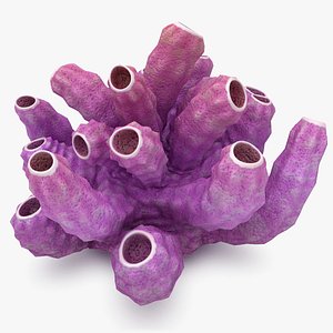 3D Sea Sponge Models - Browse & Download Formats - TurboSquid