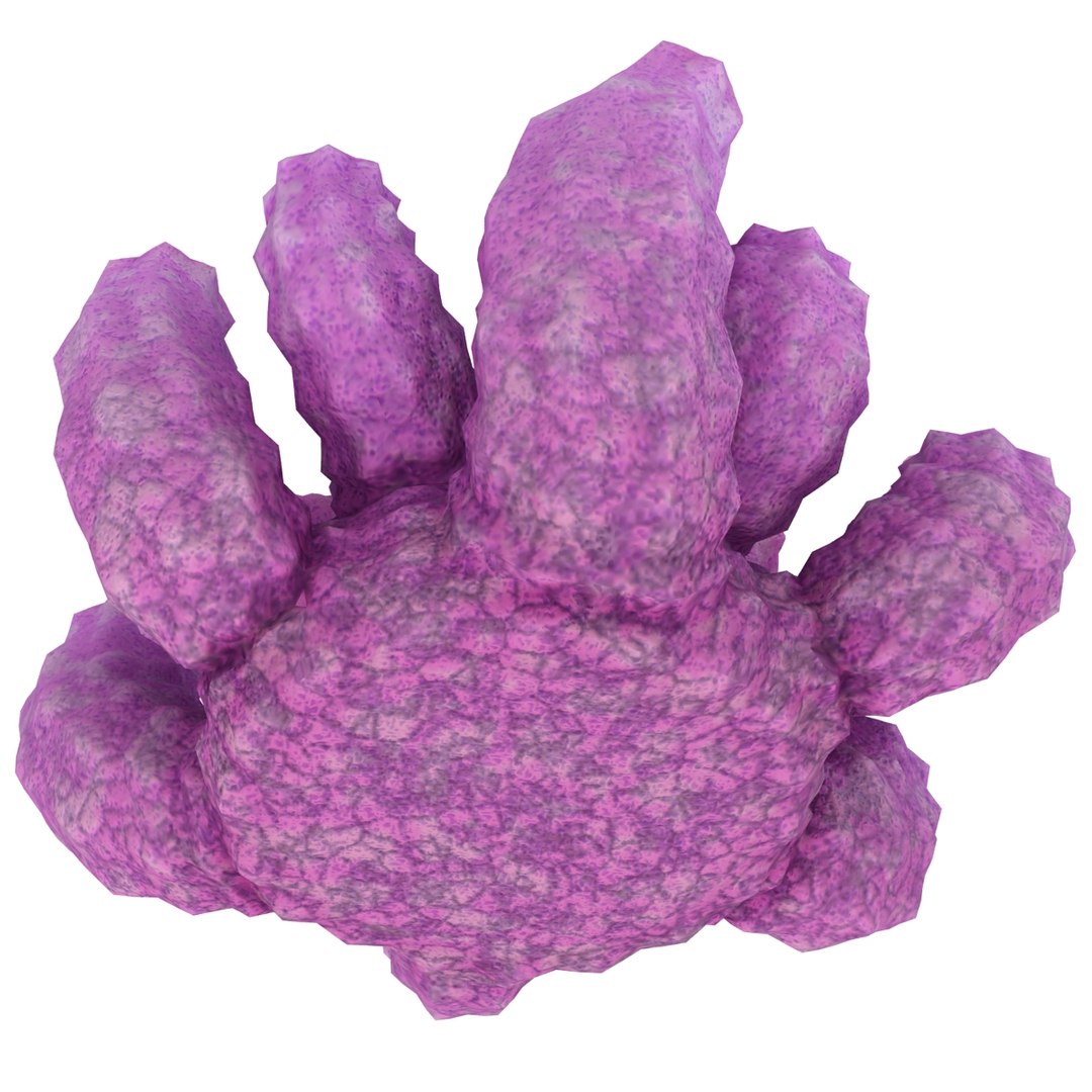 sea sponges 3d model