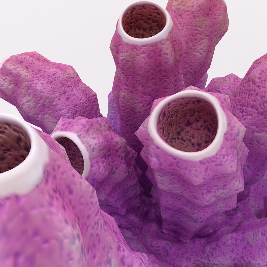 sea sponges 3d model