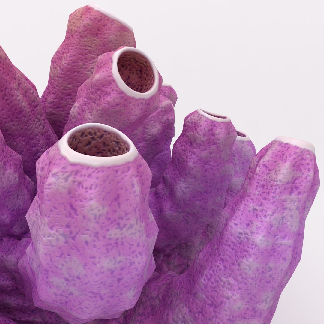 sea sponges 3d model