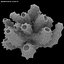 sea sponges 3d model