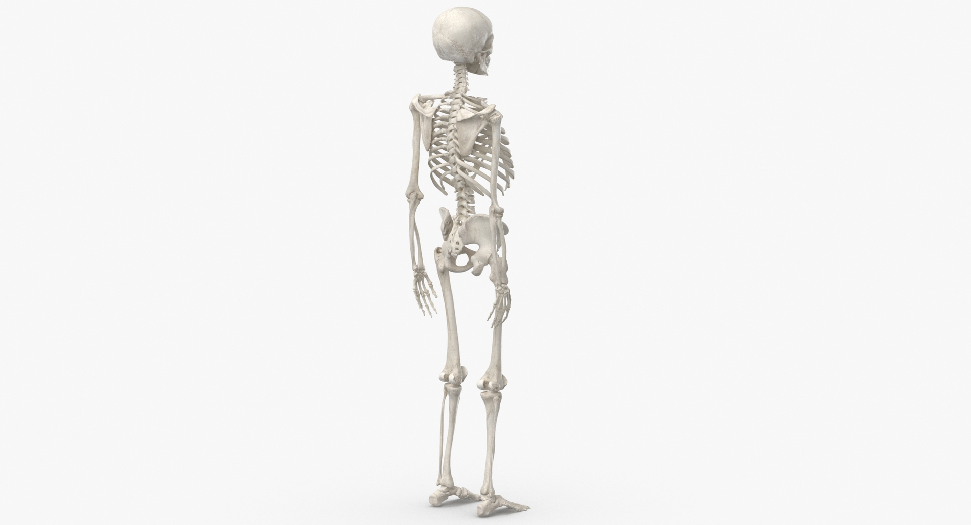 Real Human Male Skeleton Bones Anatomy 01 Weiß1 3D-Modell - TurboSquid ...