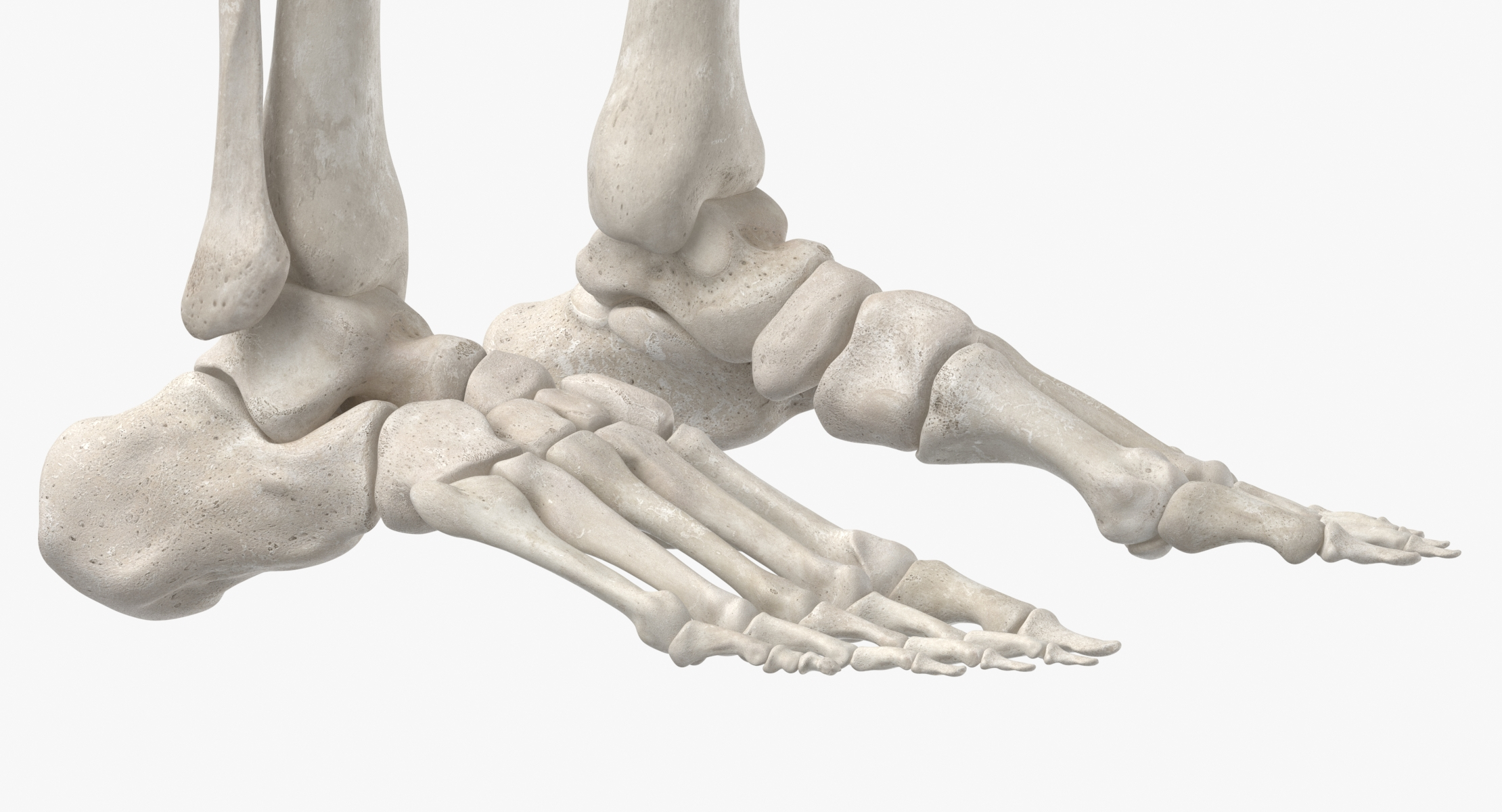 Real human male skeleton bones model - TurboSquid 1687655