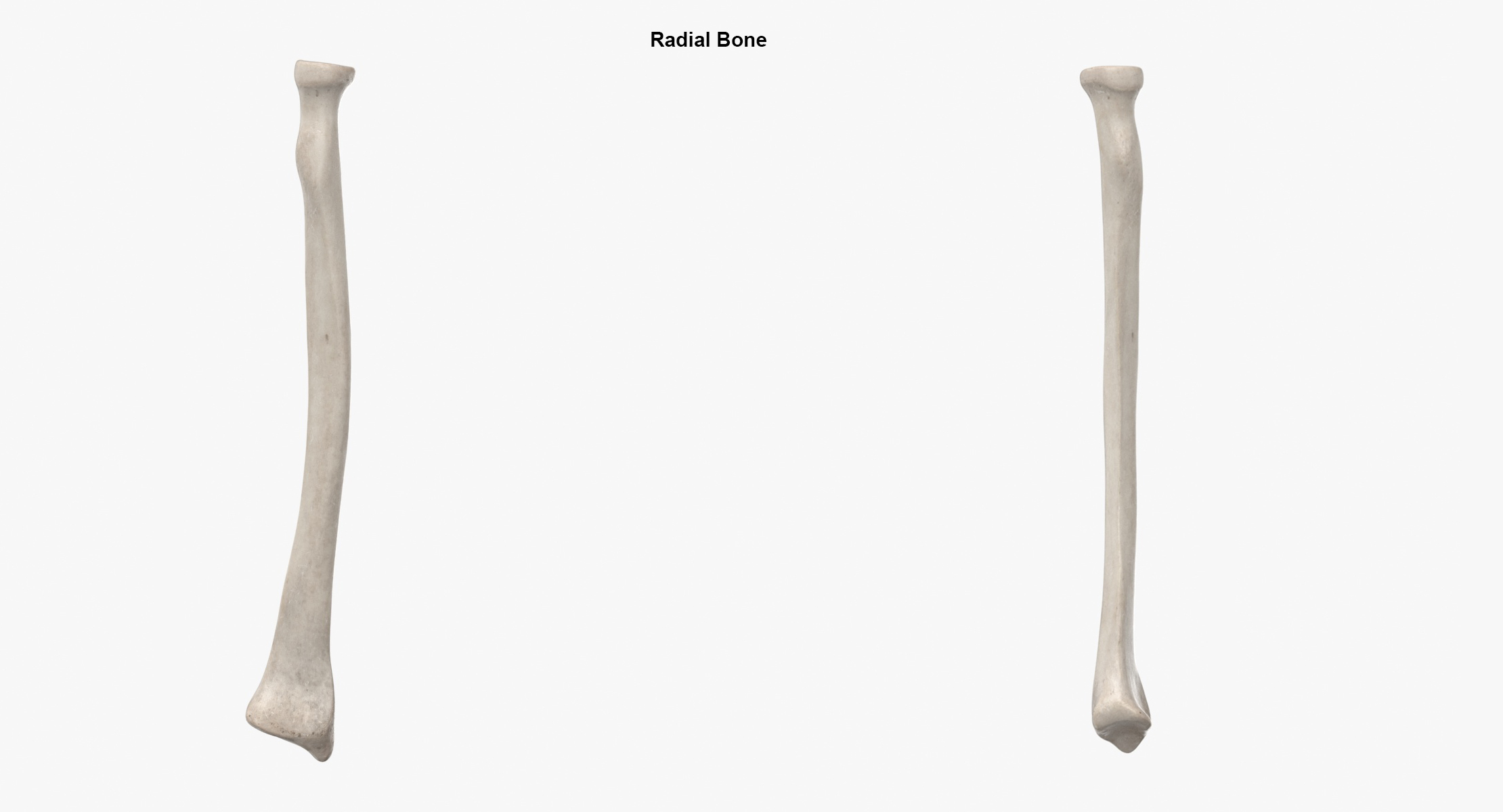 Real human male skeleton bones model - TurboSquid 1687655