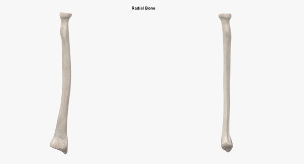Real human male skeleton bones model - TurboSquid 1687655