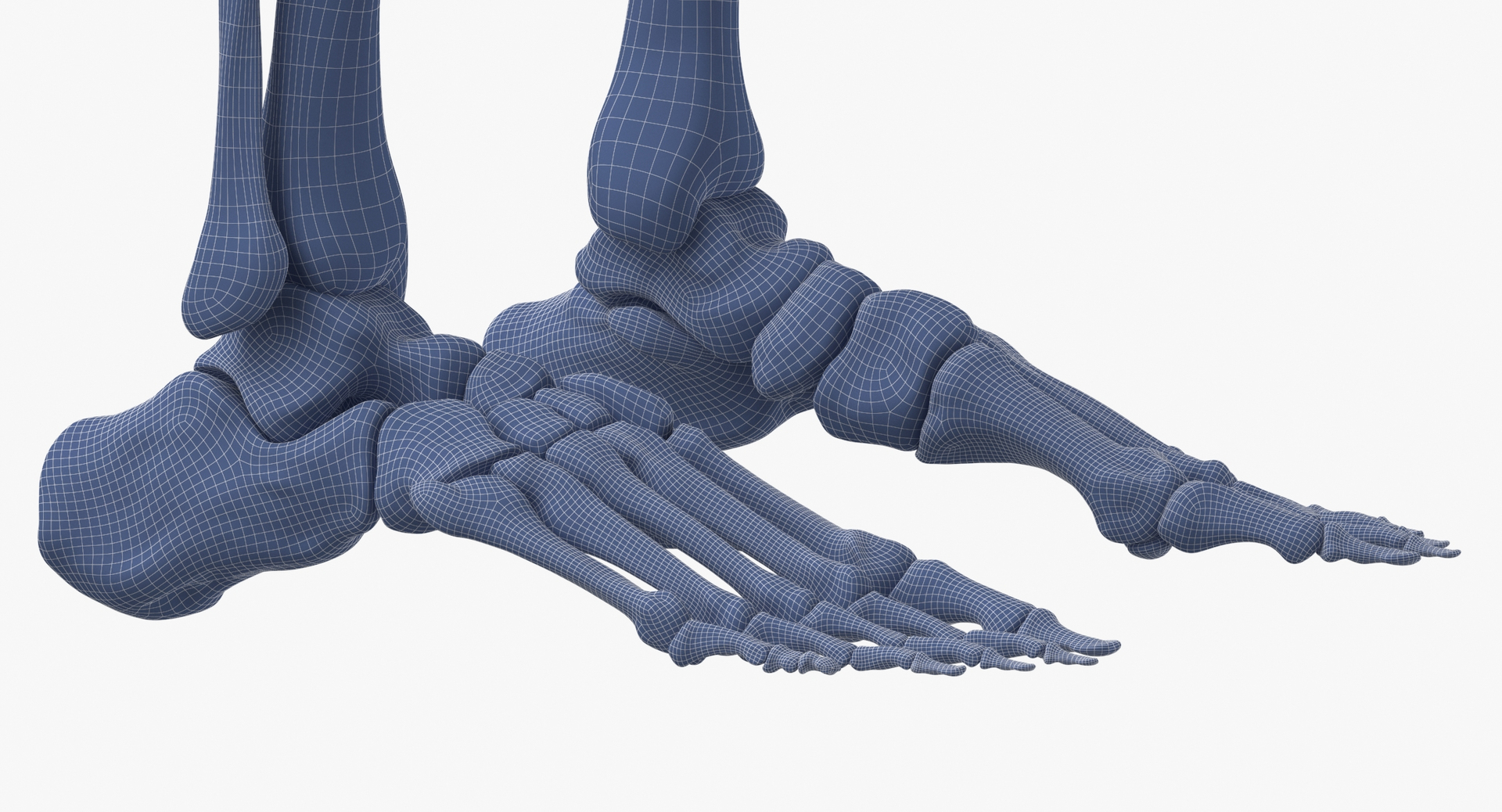 Real human male skeleton bones model - TurboSquid 1687655