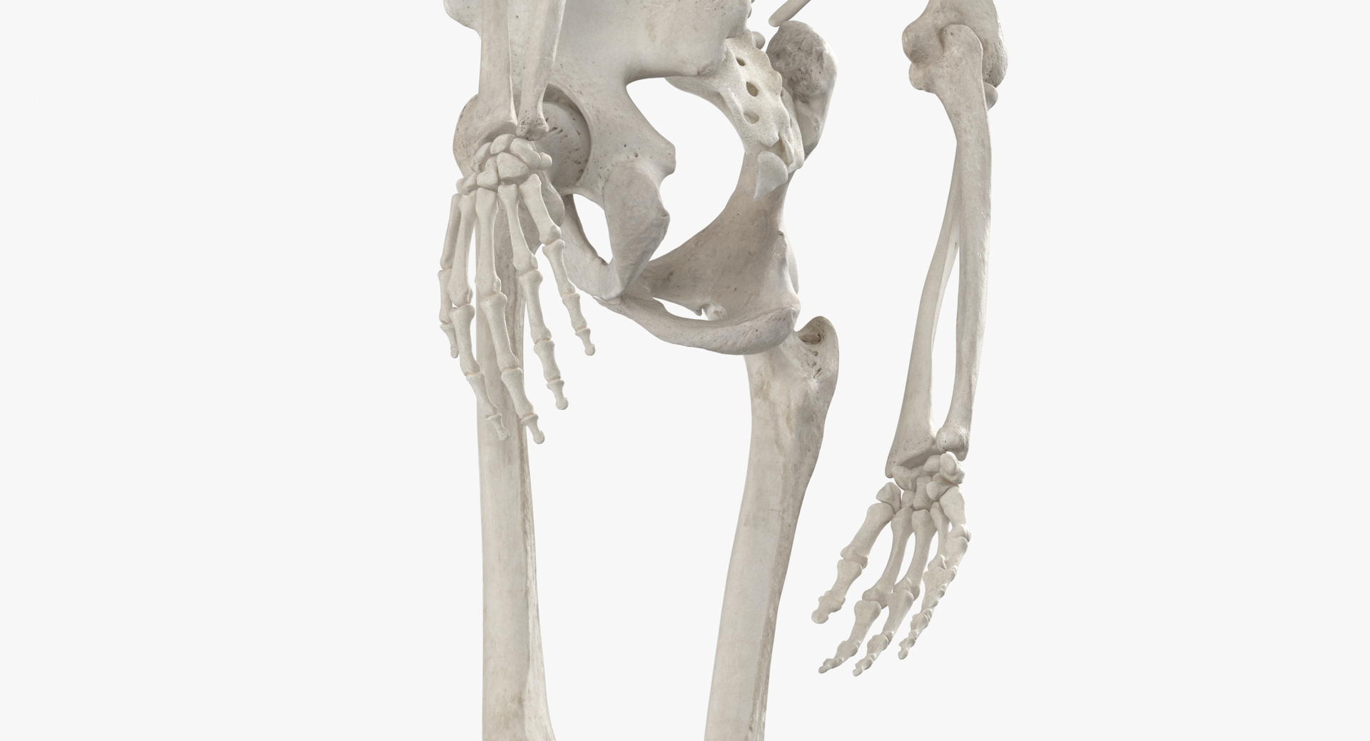 Real human male skeleton bones model - TurboSquid 1687655