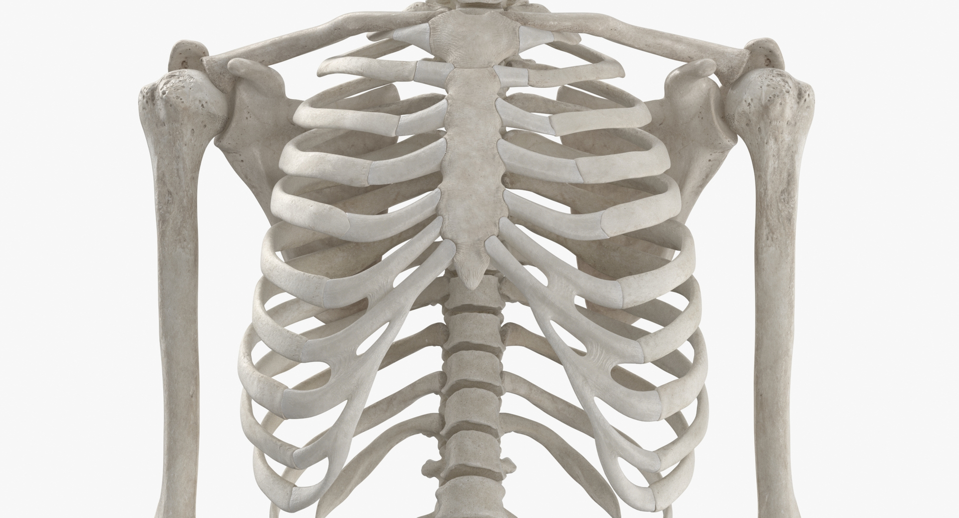 Real human male skeleton bones model - TurboSquid 1687655