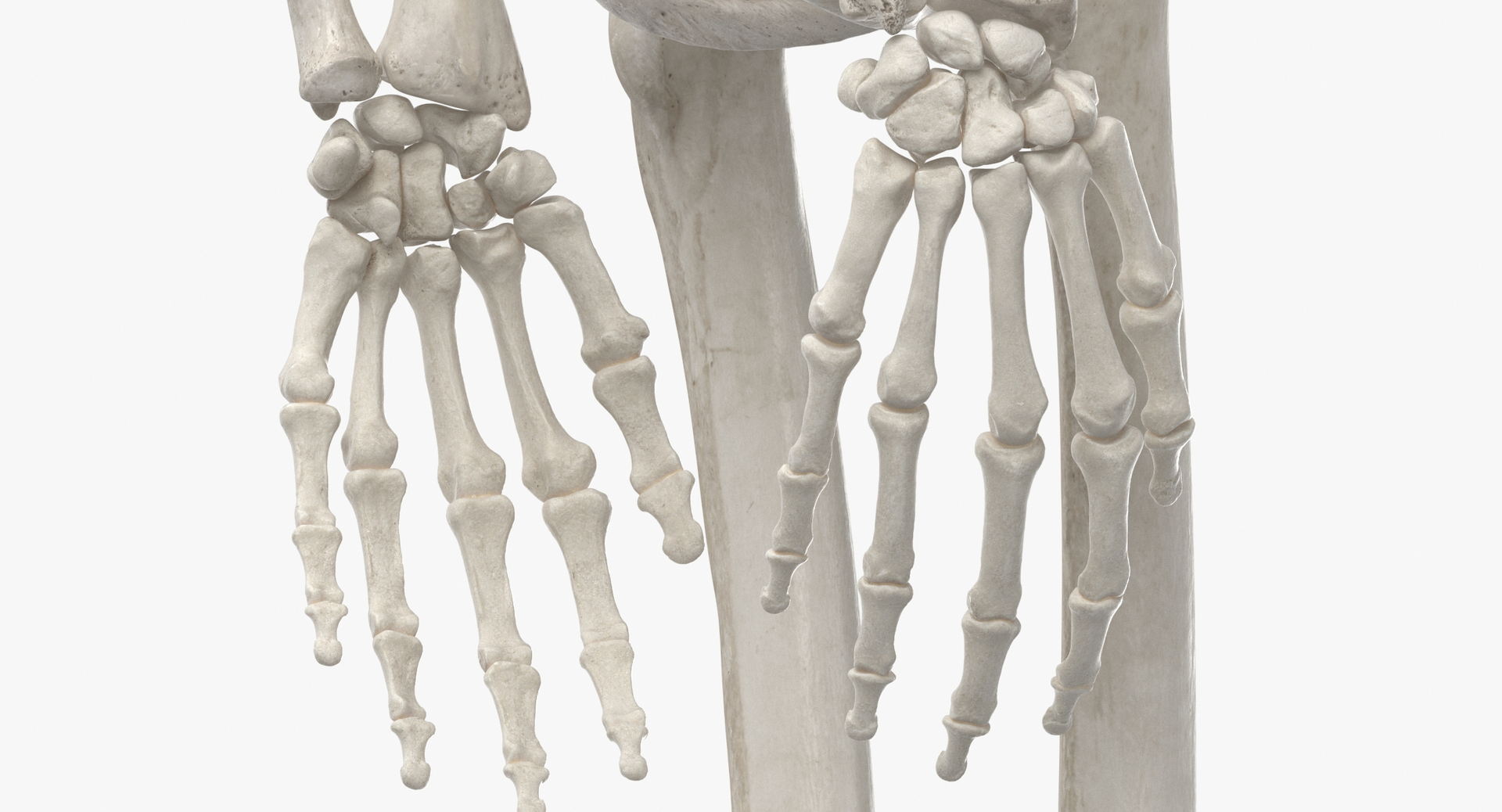 Real human male skeleton bones model - TurboSquid 1687655