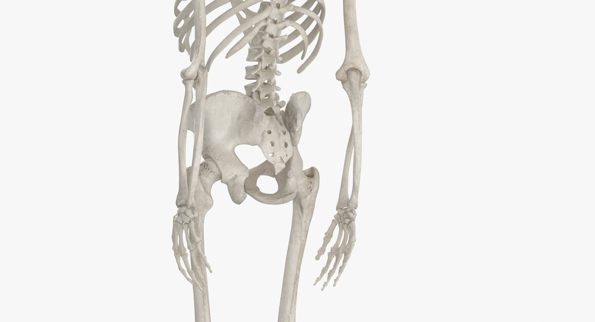 Real human male skeleton bones model - TurboSquid 1687655