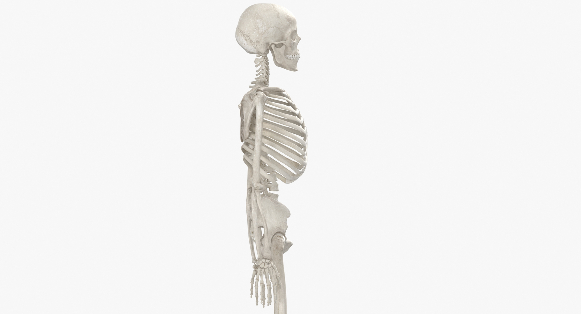 Real human male skeleton bones model - TurboSquid 1687655
