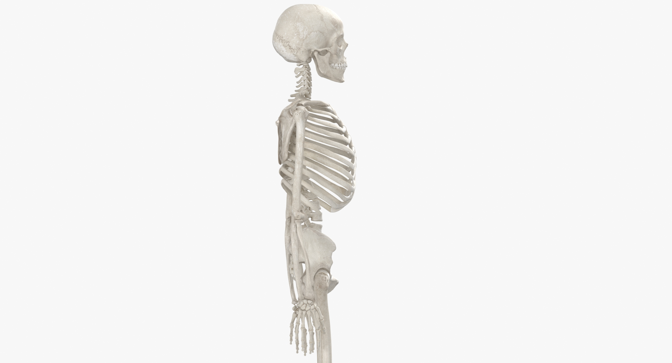 Real human male skeleton bones model - TurboSquid 1687655
