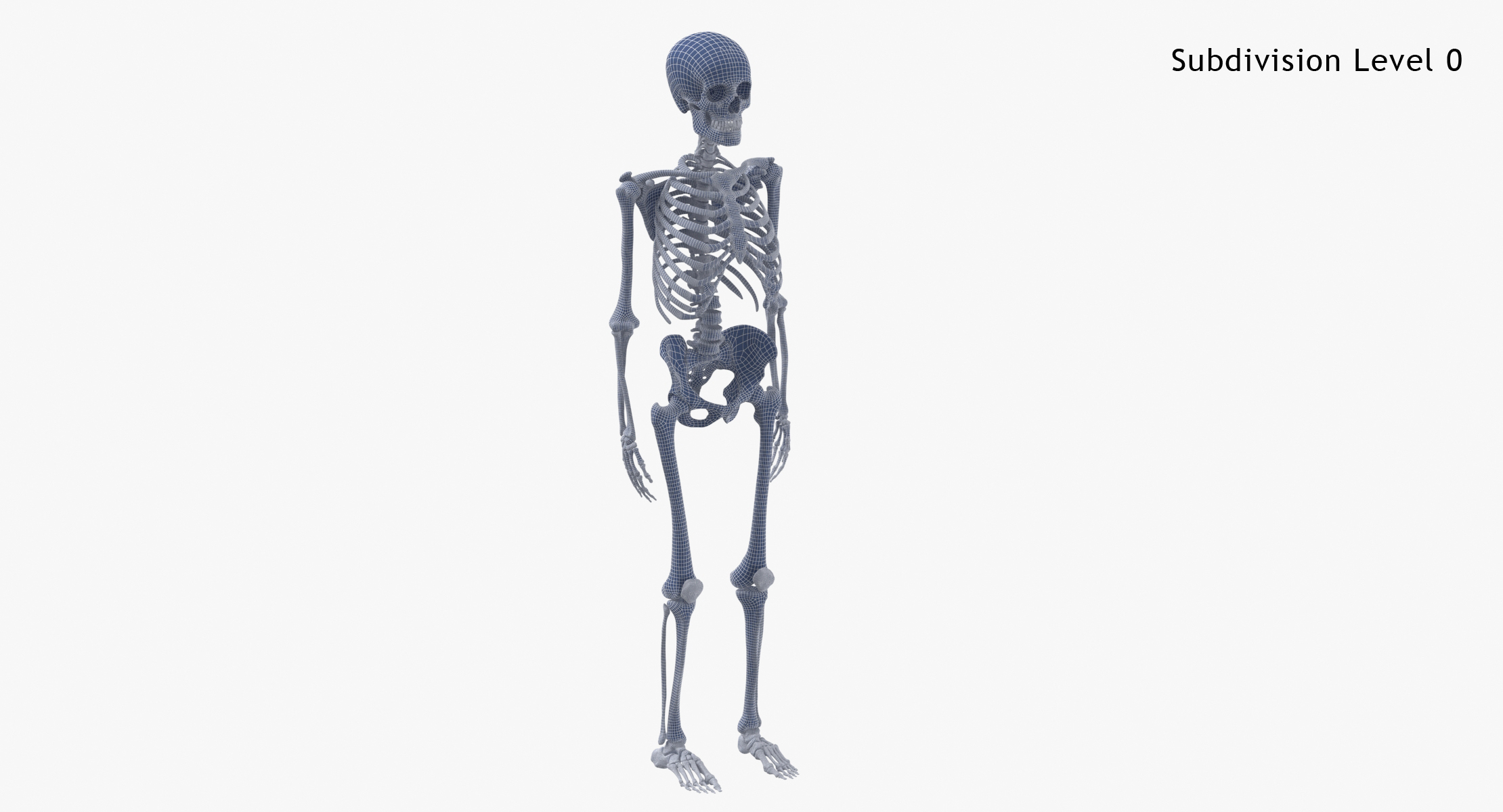 Real human male skeleton bones model - TurboSquid 1687655