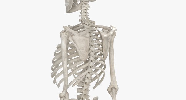 Real human male skeleton bones model - TurboSquid 1687655