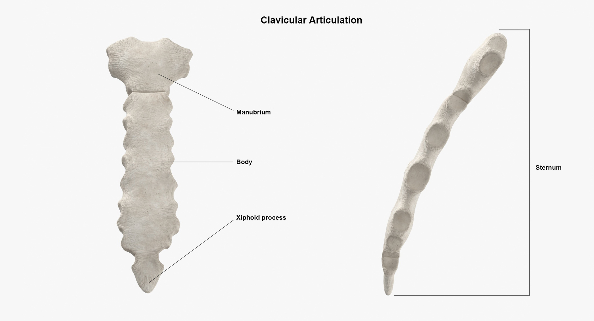 Real human male skeleton bones model - TurboSquid 1687655