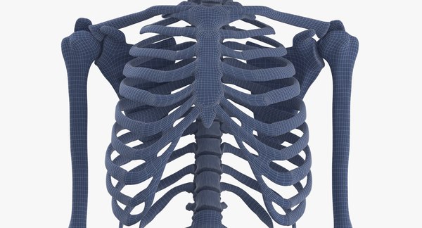 Real human male skeleton bones model - TurboSquid 1687655