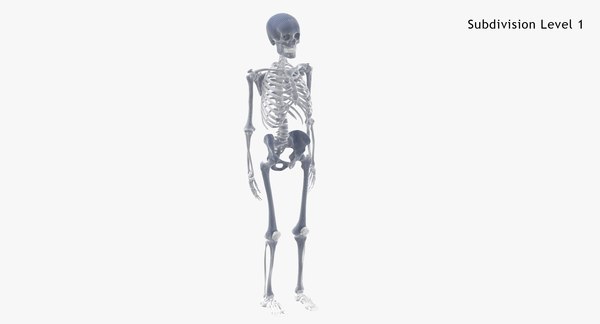 Real human male skeleton bones model - TurboSquid 1687655