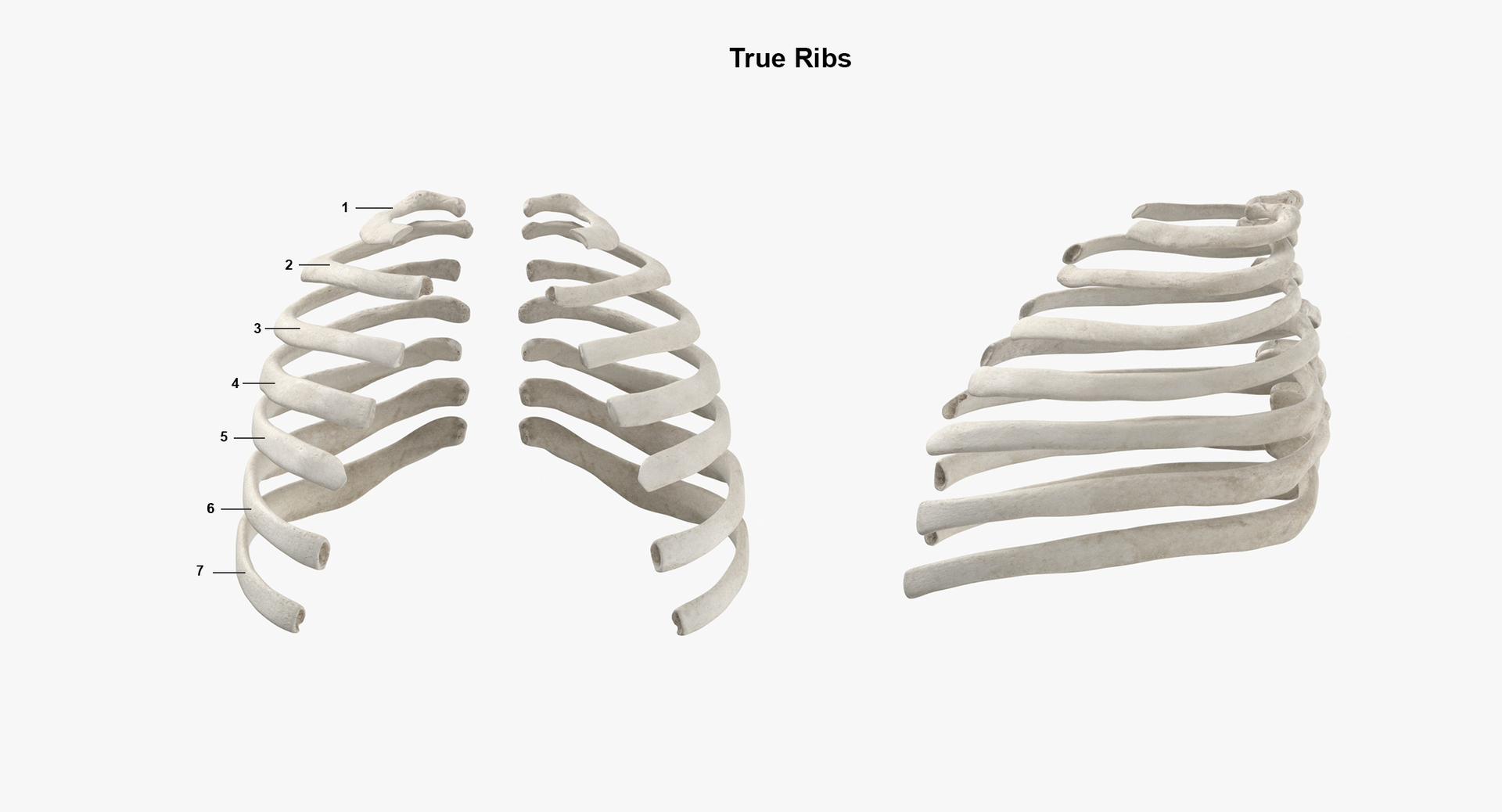 Real human male skeleton bones model - TurboSquid 1687655