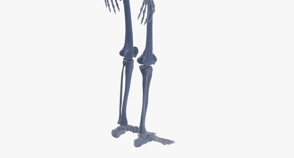 Real human male skeleton bones model - TurboSquid 1687655