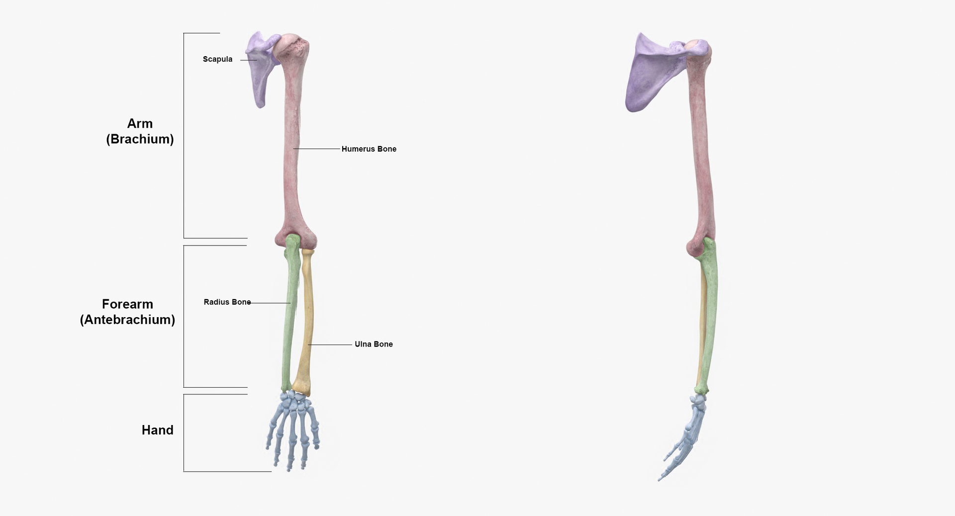 Real human male skeleton bones model - TurboSquid 1687655