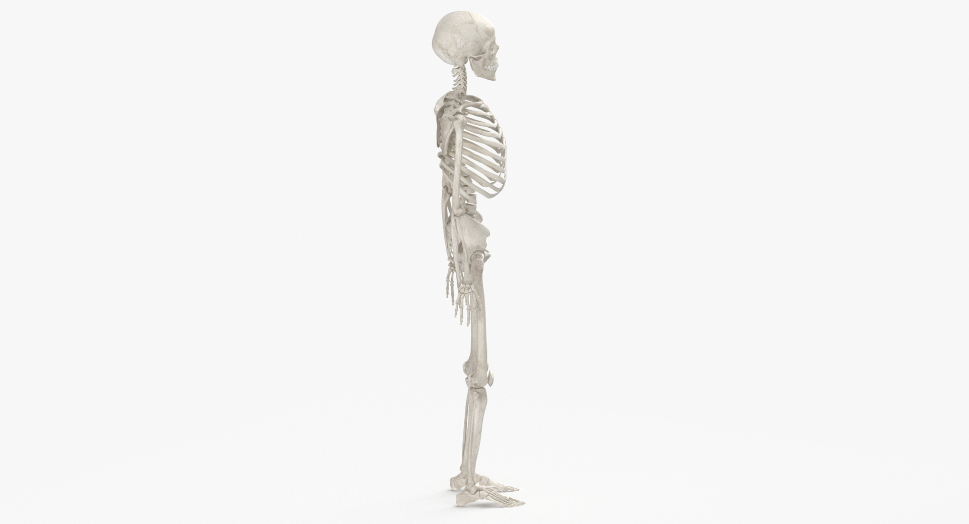 Real human male skeleton bones model - TurboSquid 1687655