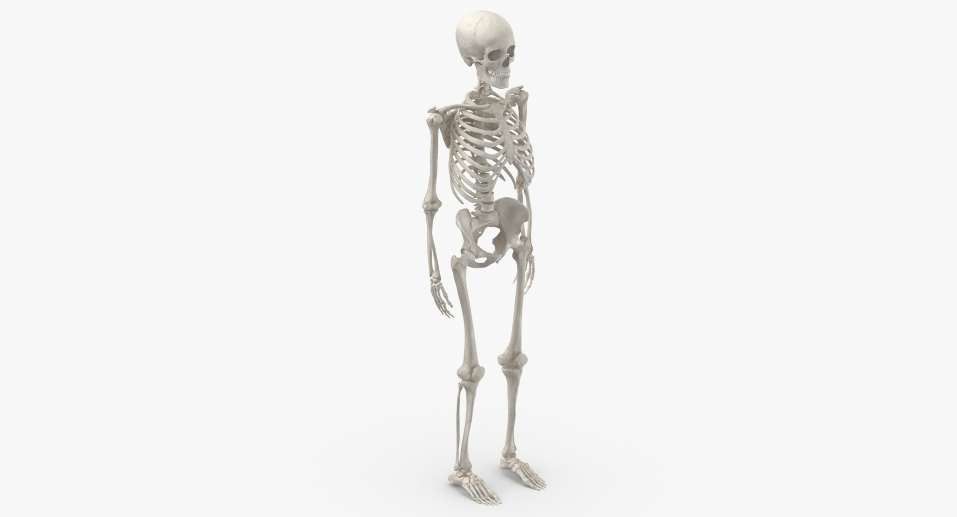 Real human male skeleton bones model - TurboSquid 1687655