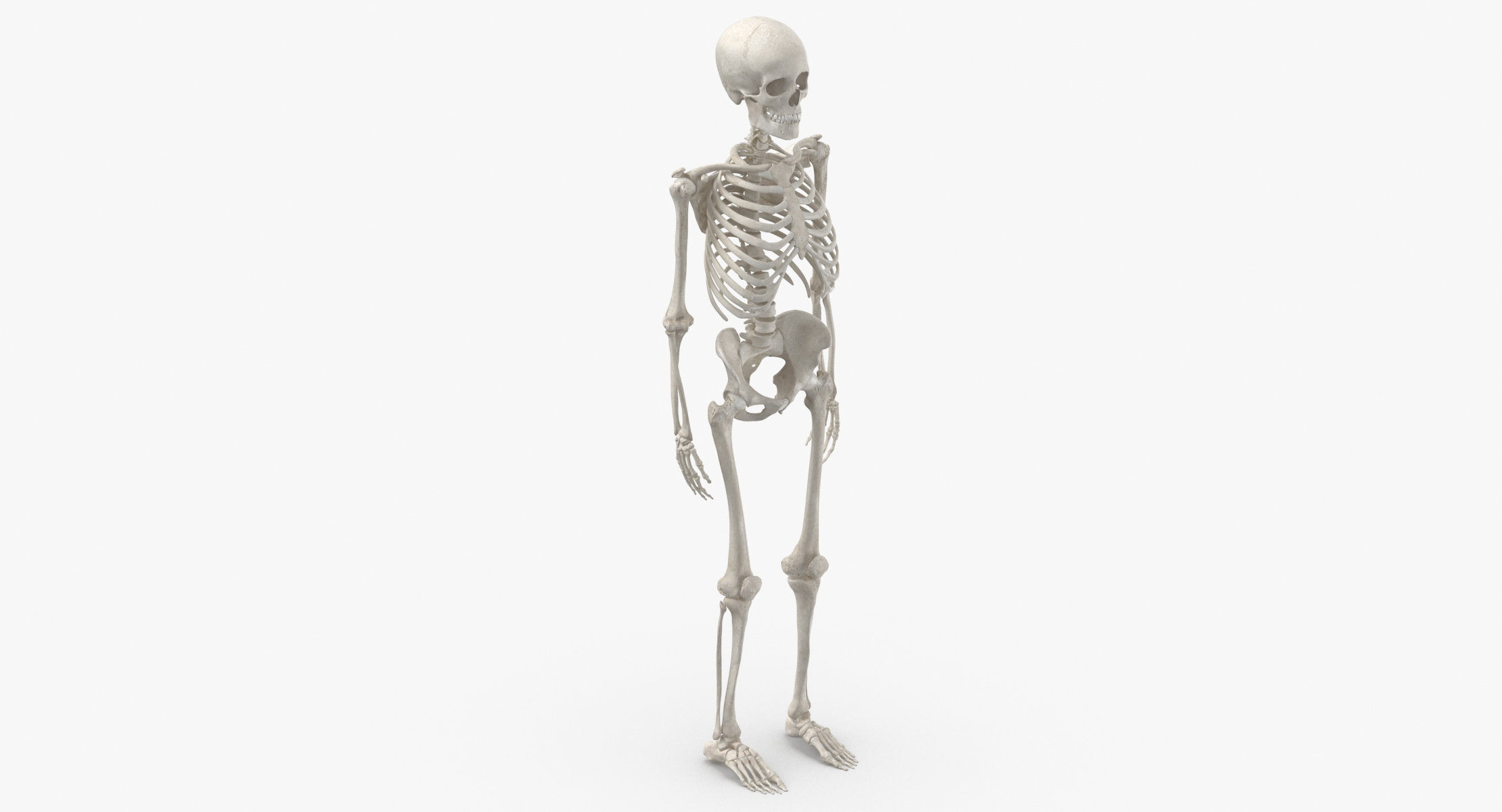Real human male skeleton bones model - TurboSquid 1687655