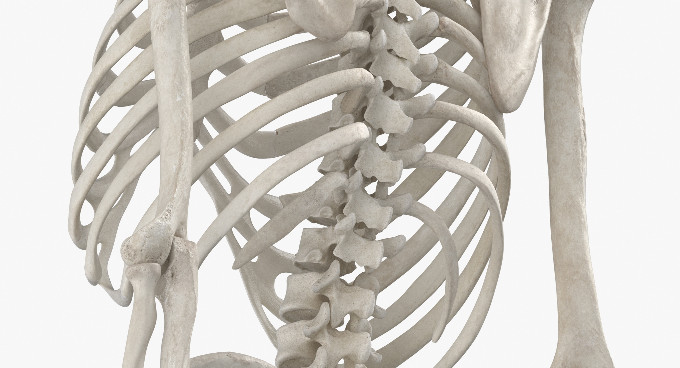 Real human male skeleton bones model - TurboSquid 1687655