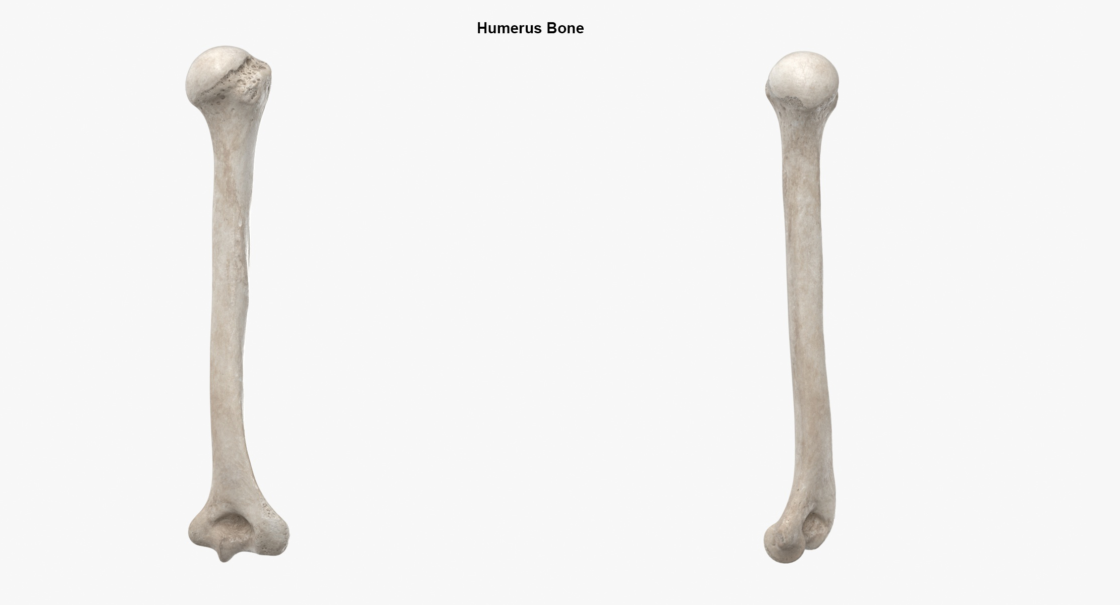 Real human male skeleton bones model - TurboSquid 1687655