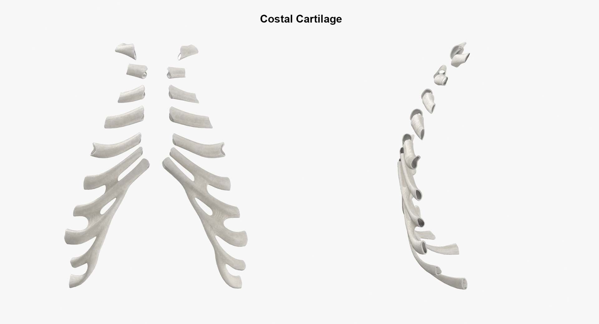 Real human male skeleton bones model - TurboSquid 1687655