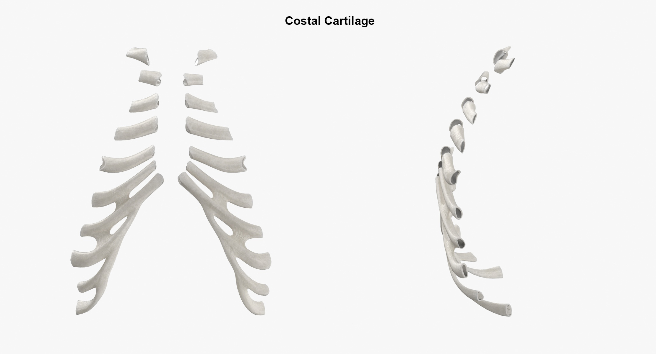 Real human male skeleton bones model - TurboSquid 1687655