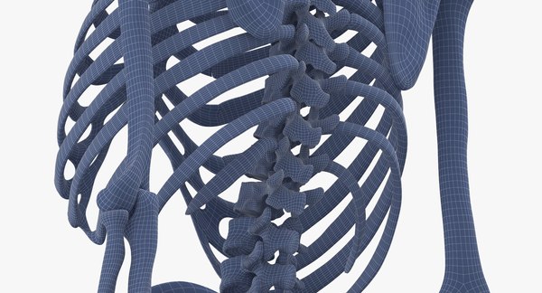 Real human male skeleton bones model - TurboSquid 1687655