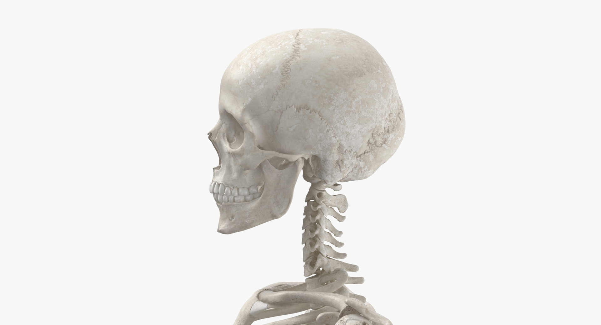 Real human male skeleton bones model - TurboSquid 1687655