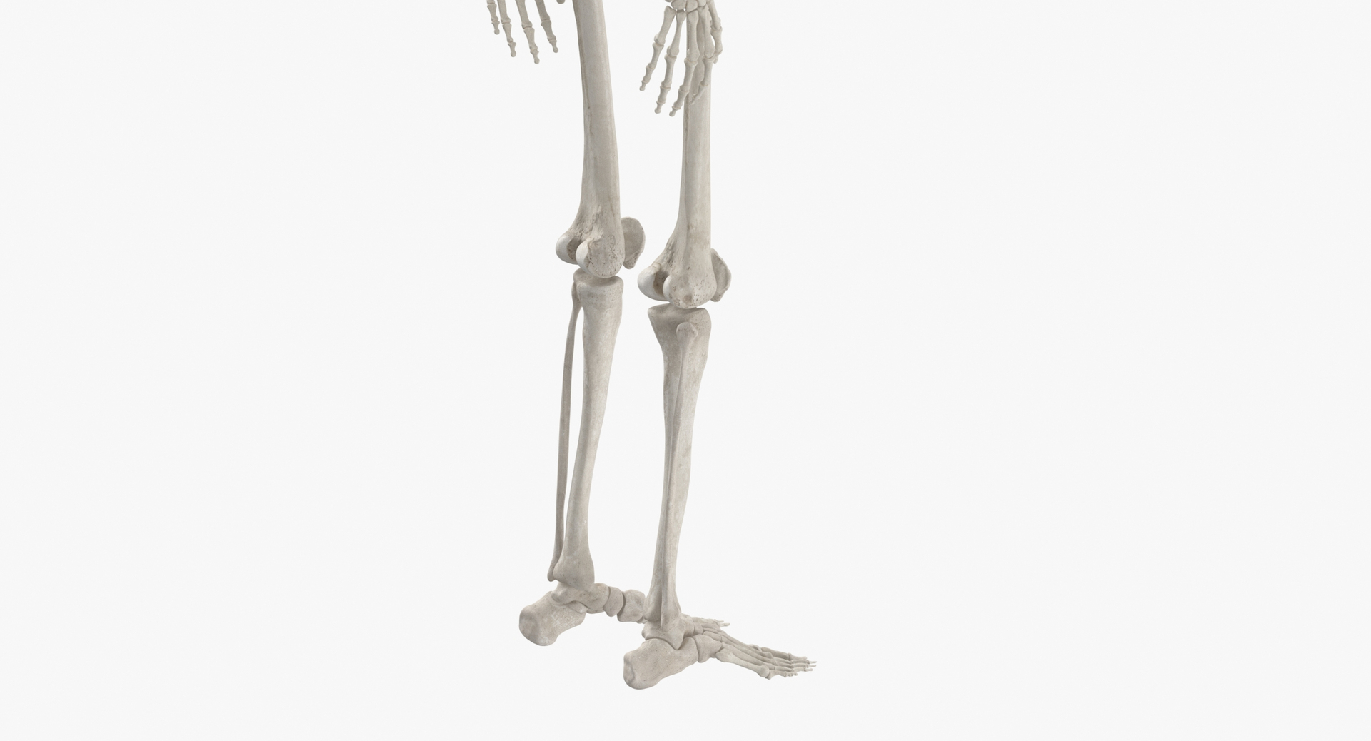 Real human male skeleton bones model - TurboSquid 1687655