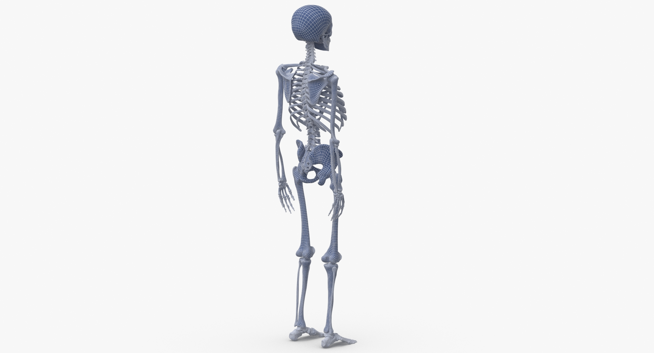 Real human male skeleton bones model - TurboSquid 1687655