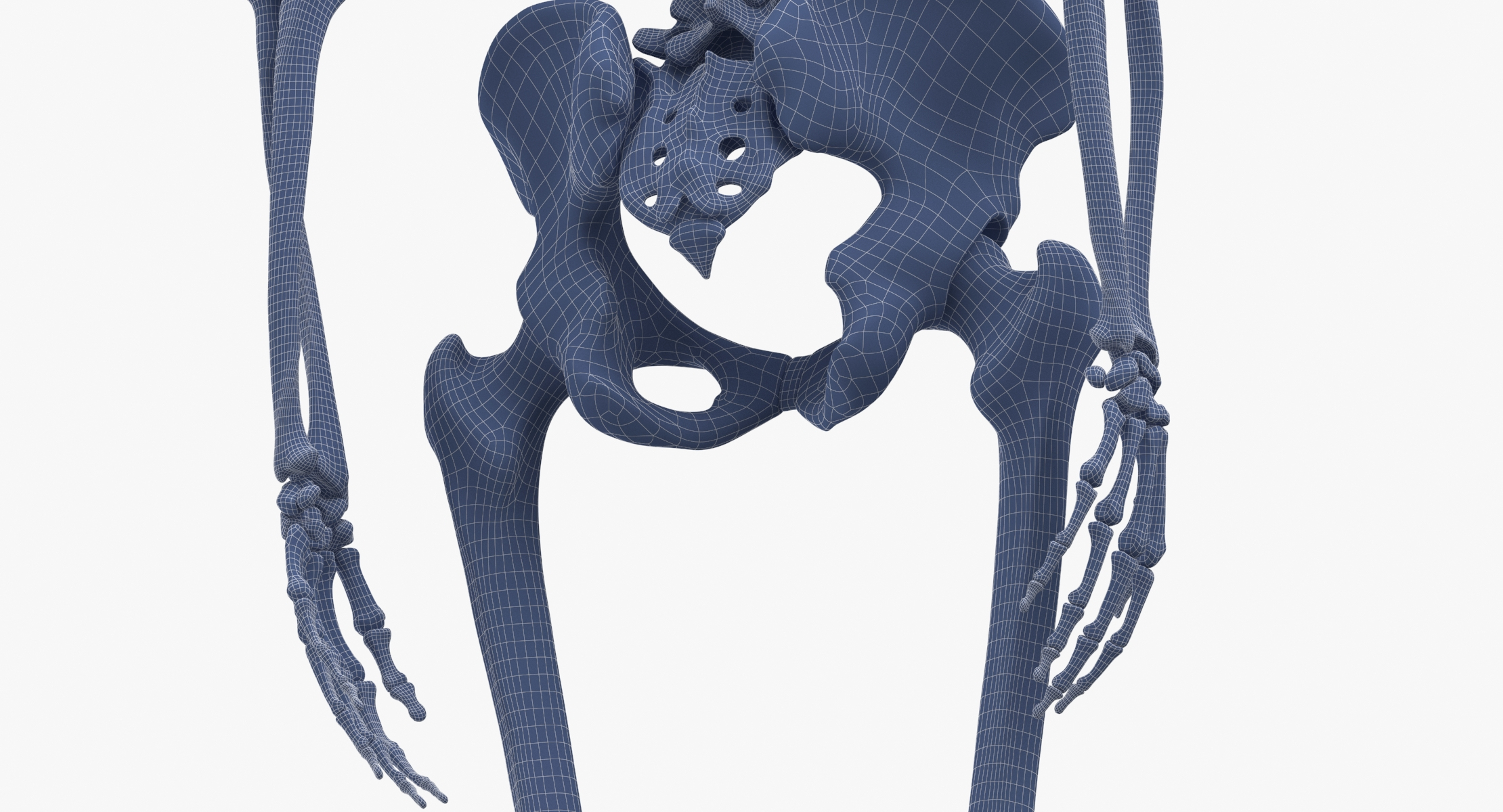 Real human male skeleton bones model - TurboSquid 1687655