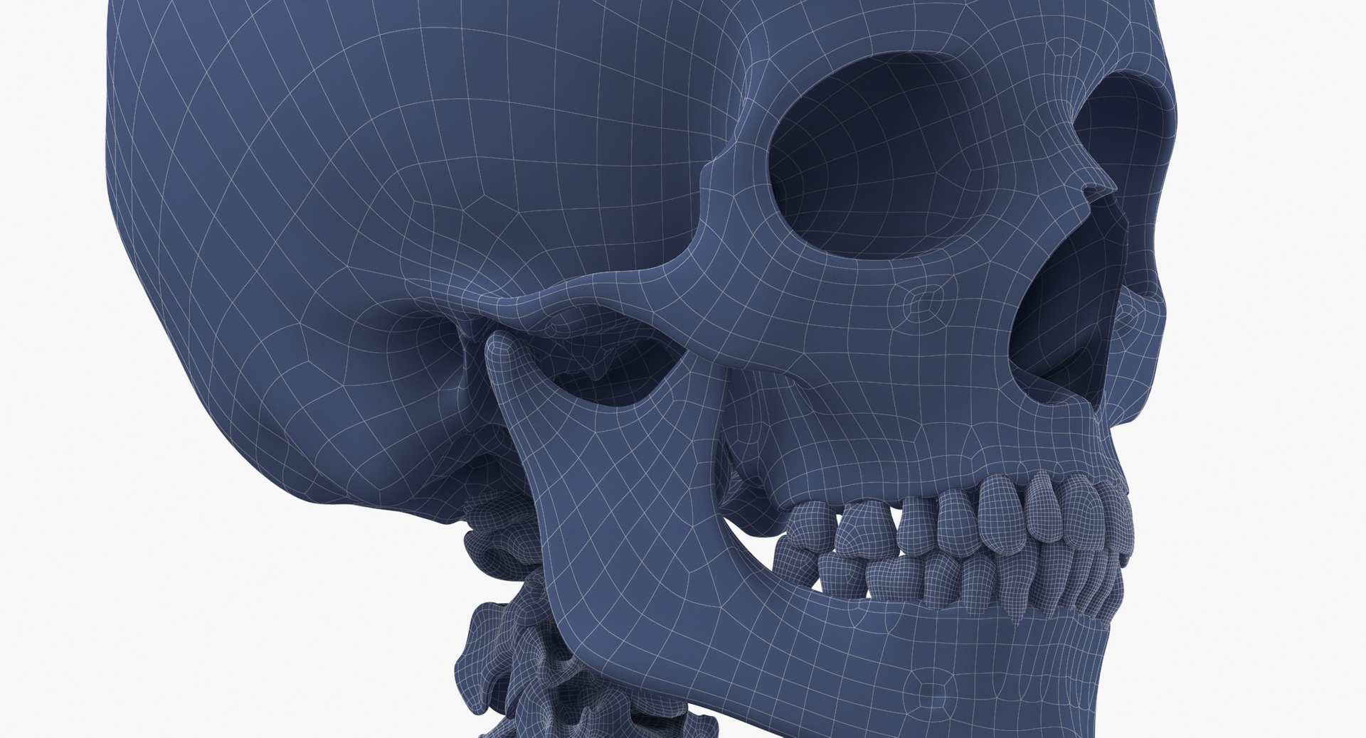 Real human male skeleton bones model - TurboSquid 1687655