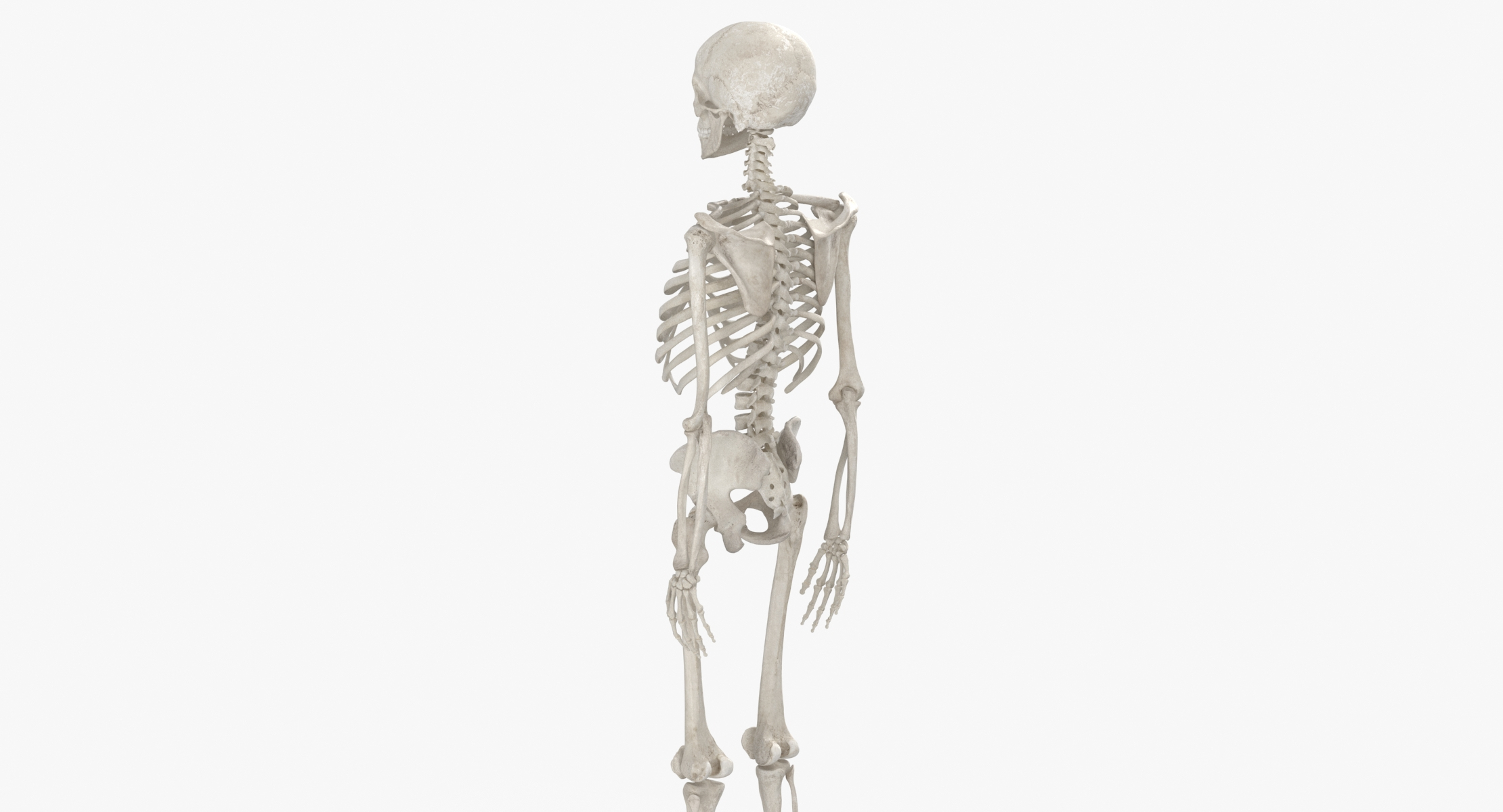 Real human male skeleton bones model - TurboSquid 1687655