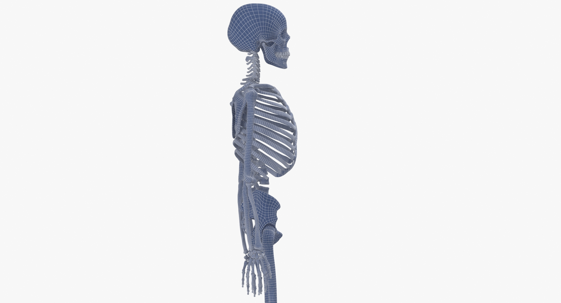 Real human male skeleton bones model - TurboSquid 1687655