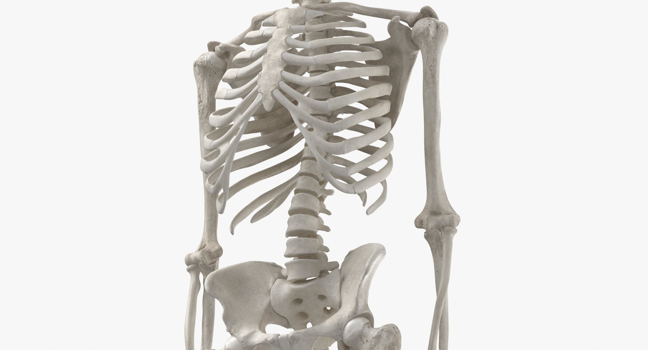 Real human male skeleton bones model - TurboSquid 1687655