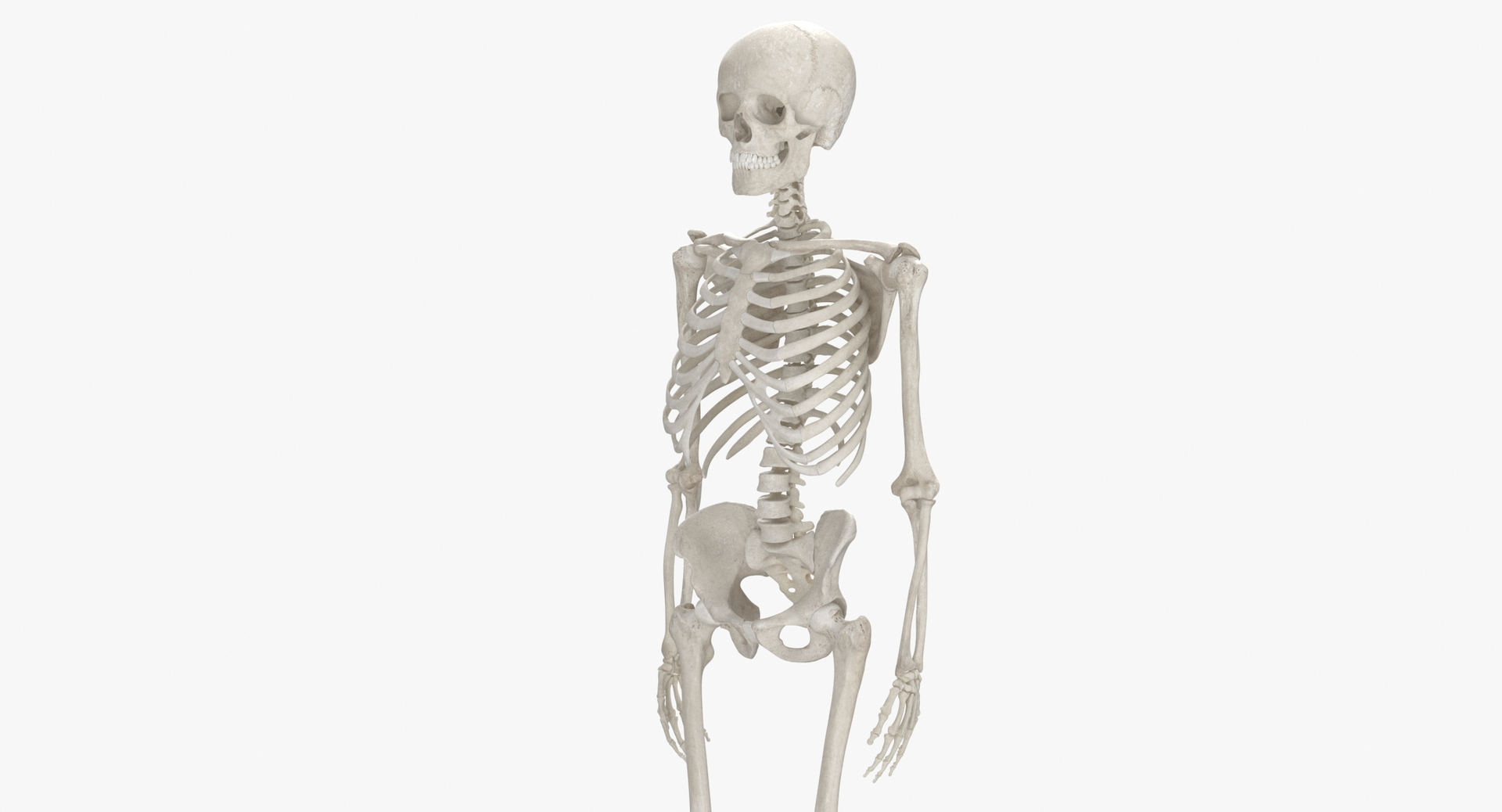 Real human male skeleton bones model - TurboSquid 1687655