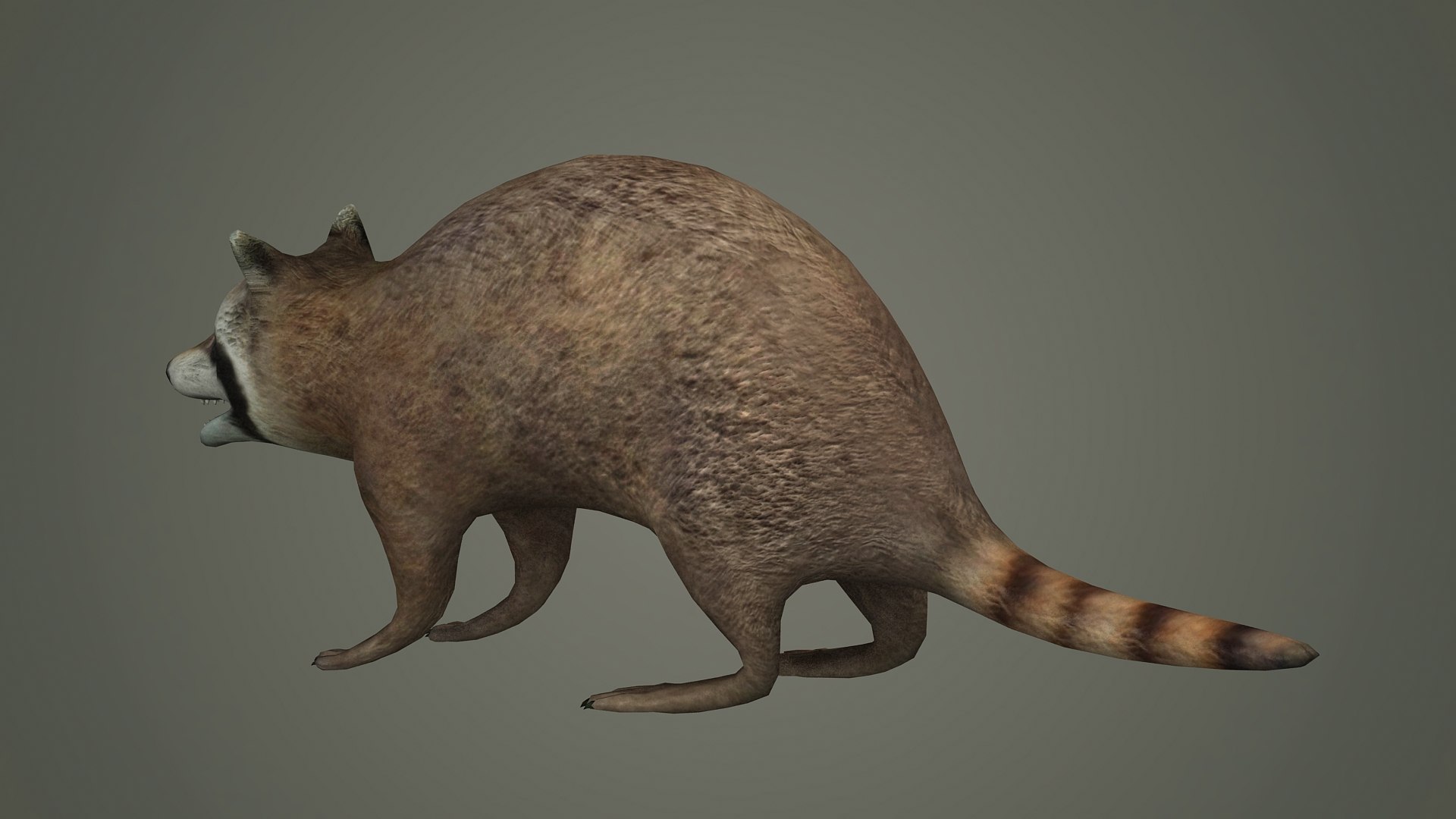 Raccoon Animal Rodent Animal Dog Mammal Nature Kitty 3D Model ...