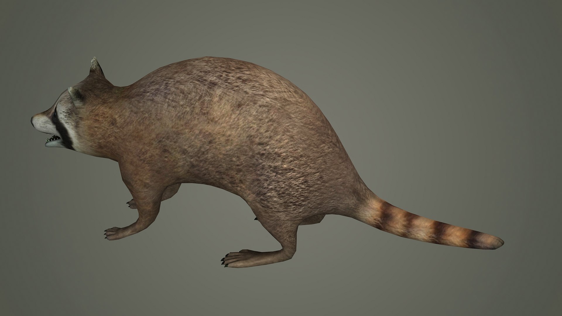 Raccoon Animal Rodent Animal Dog Mammal Nature Kitty 3D Model ...