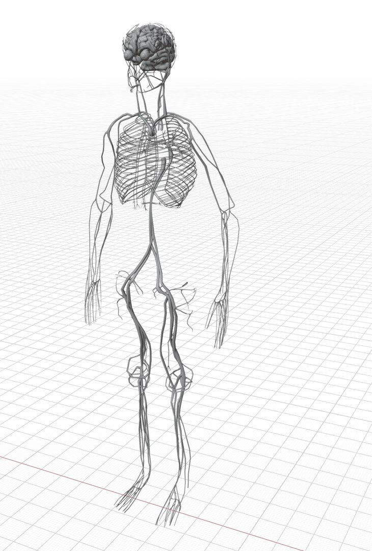 Full Human Body Anatomy Model - TurboSquid 2290636