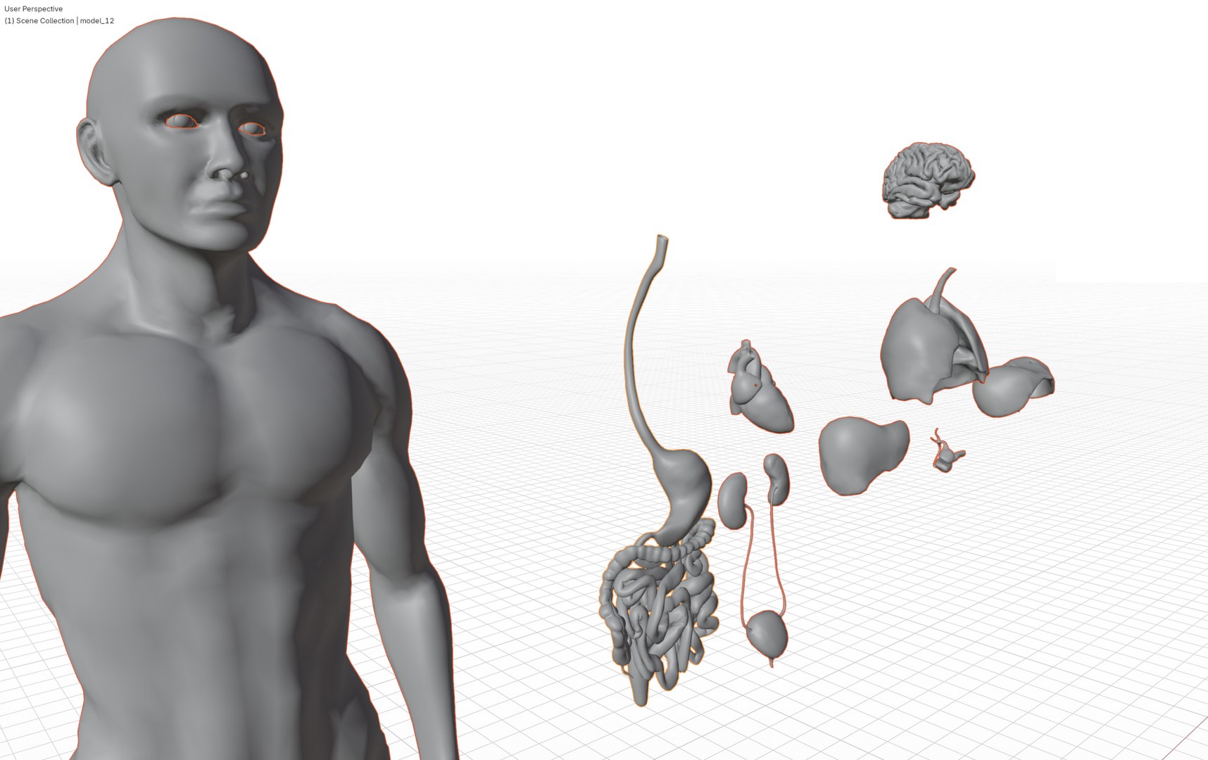 Full Human Body Anatomy Model - TurboSquid 2290636
